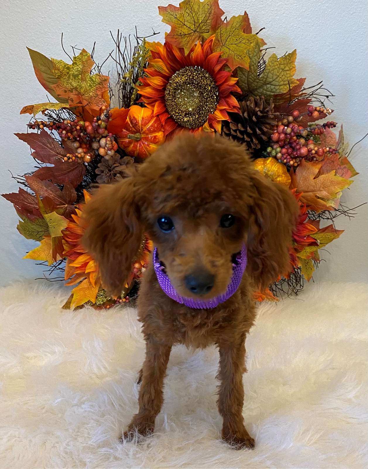 Maltipoo Puppies for Sale | Facts About Red Toy Poodles | Fisher ...
