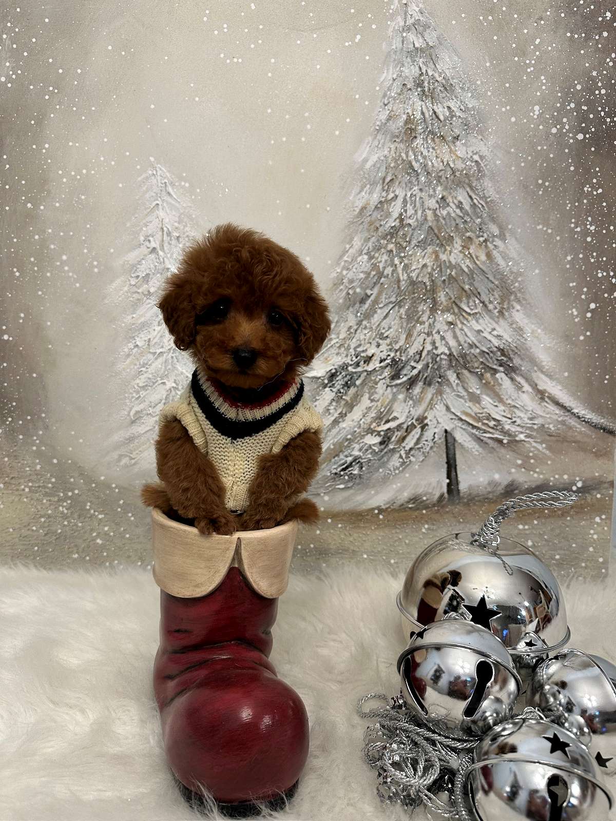 Maltipoo Puppies for Sale | Toy Poodle | Fisher Mountain Puppies