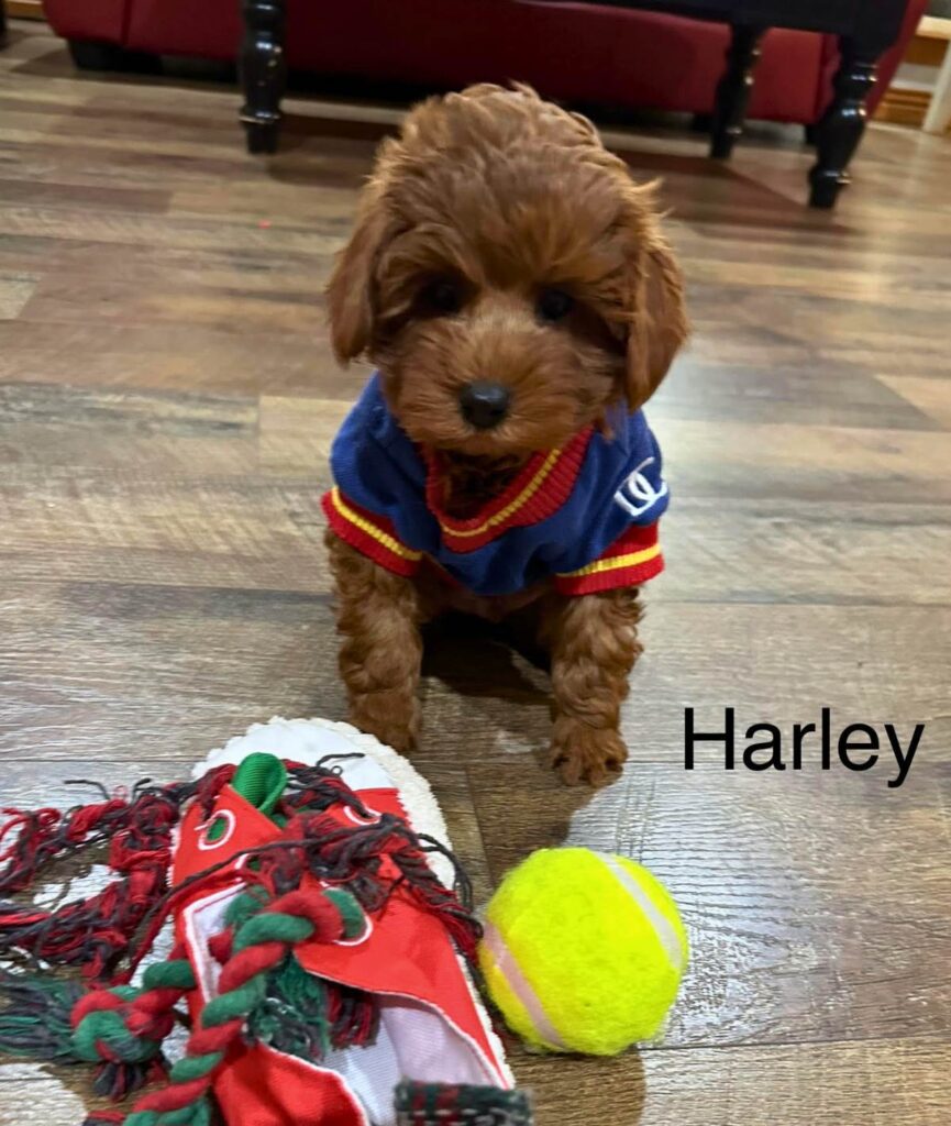 Meet Harley | Mahogany Red Maltipoo Puppies for Sale in Fayetteville ...